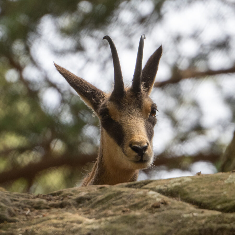 Dans les Alpes : photographier les animaux au zoo | L'Atelier Photo