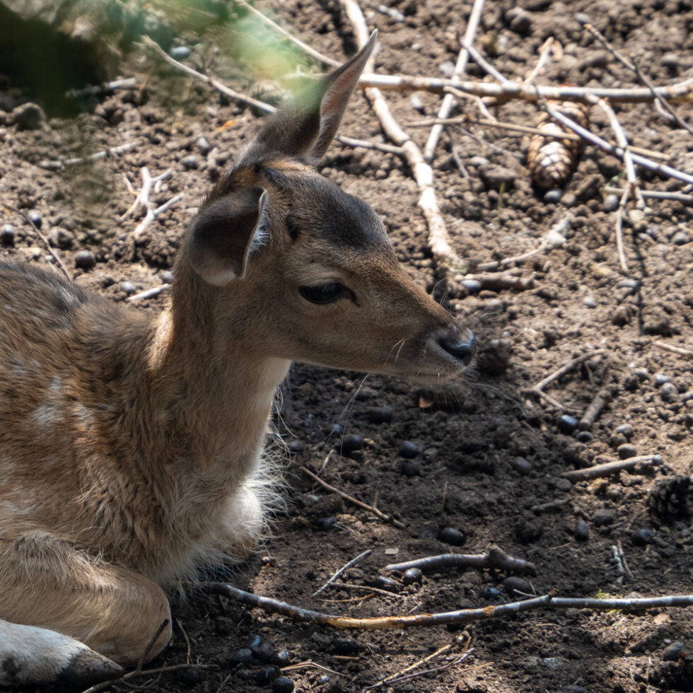 Dans les Alpes : photographier les animaux au zoo | L'Atelier Photo